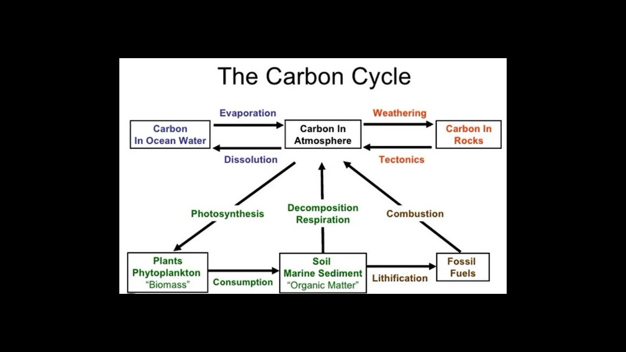 decomposers, Carbon cycle, IGCSE - YouTube
