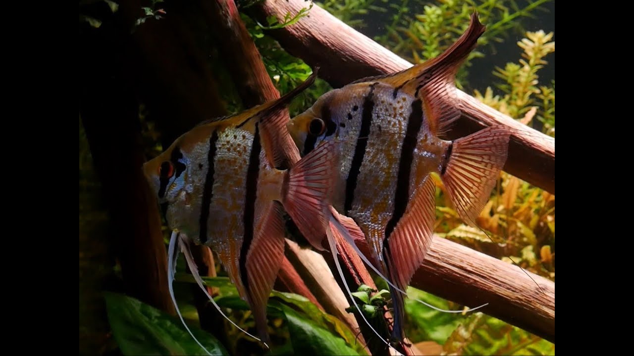 324. Skalary Rio Nanay składają ikrę. - YouTube