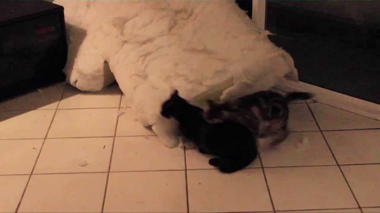 Shape Shifting Cat Fights Clone - YouTube