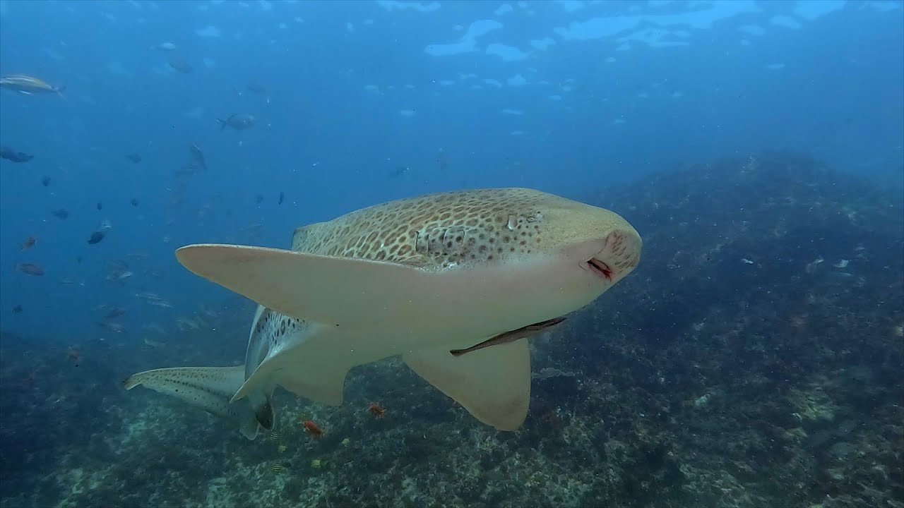 Summer Diving Julian Rocks - swimming with leopard sharks - YouTube
