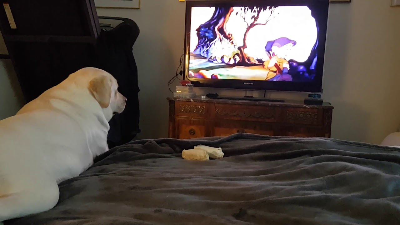 Labrador Retriever - Watching Movies - YouTube