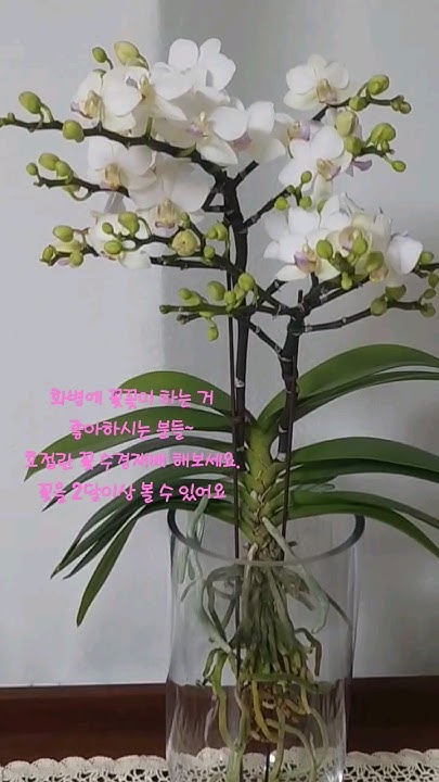 서양란 호접란 잔설 반수경재배로 키우기 식물 식탁위의 꽃 예쁜꽃 Youtube