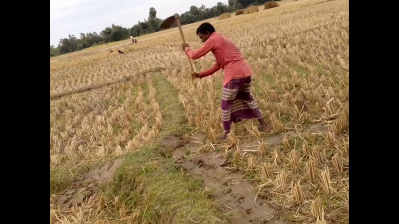 village farmar work - YouTube