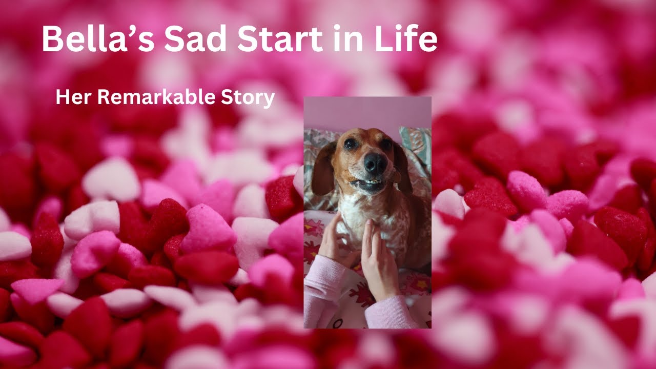 Bella’s Story, The Sad Beginning - YouTube