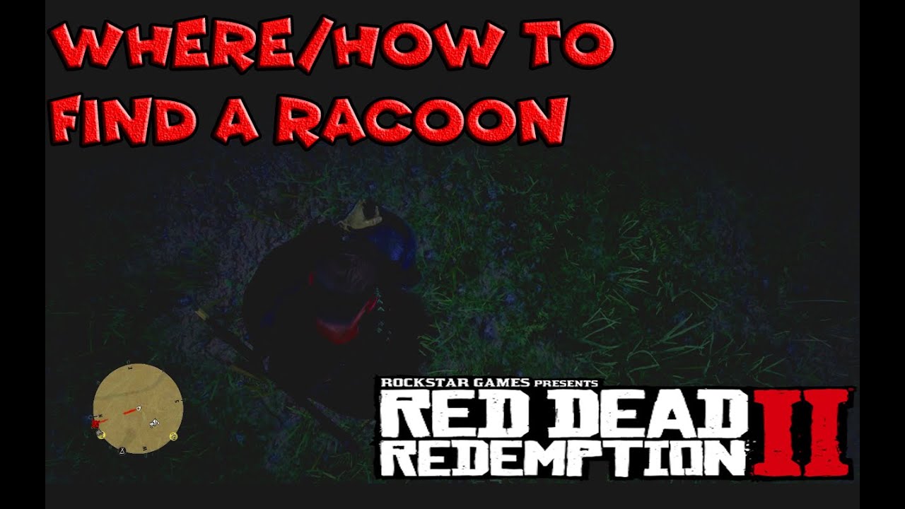 Red Dead Redemption 2 WHERE/HOW TO FIND A RACCOON *Raccoon Location ...