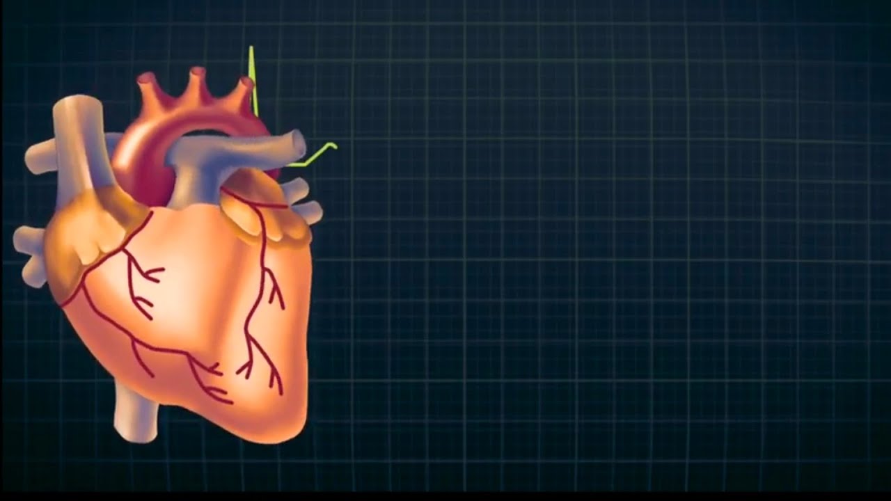 Animated pumping heart scientific video background-Copyright Free - YouTube