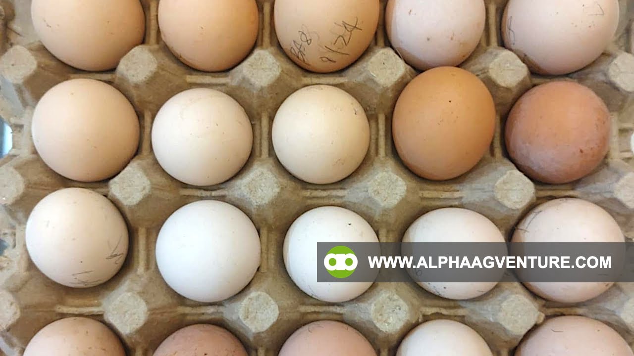 How to Use My Daily Egg Collection and Egg Candling Trackers - YouTube