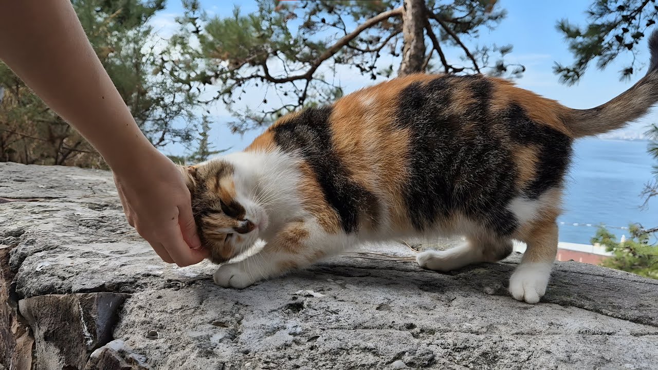A cute pied cat with a big belly and his friends I met on Cat Island ...