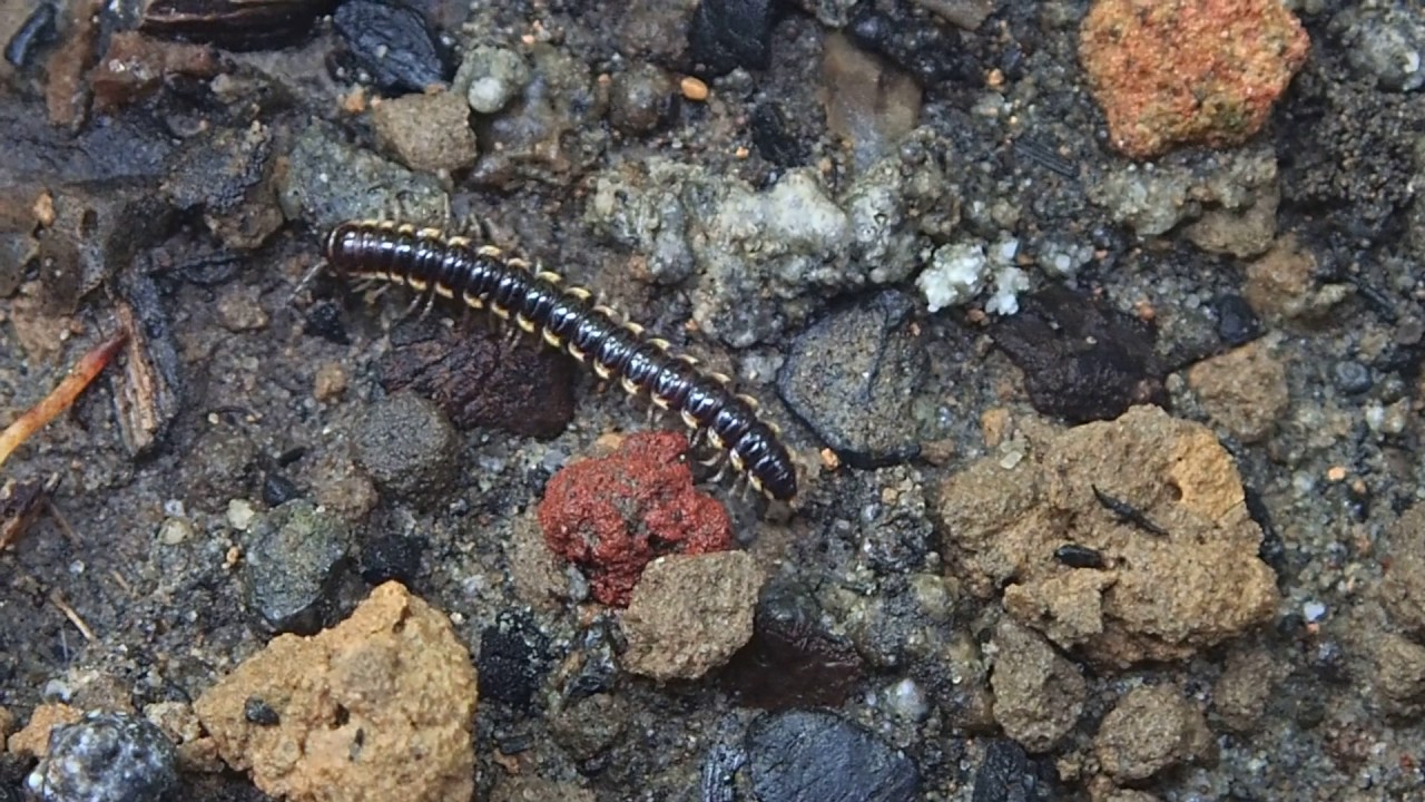 1 Orthomorpha coarctata also known as Asiomorpha coarctata, Flat-backed ...