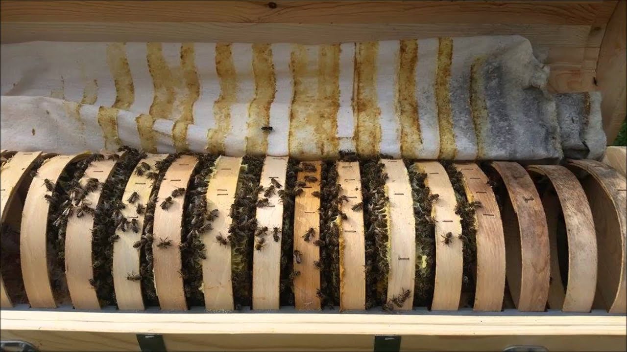 Bletaria Dardanet-Beekeeping-arıcılık - Rugovë - YouTube