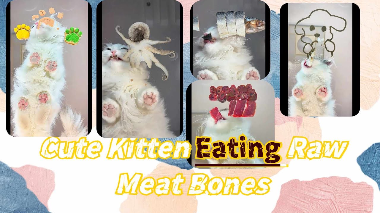 Cute Kitten Eating Raw Meat Bones #ASMR #foodasmr - YouTube
