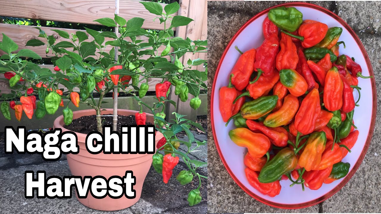 Bangladeshi naga chilli plant / Piccking my naga chilli with frines and ...