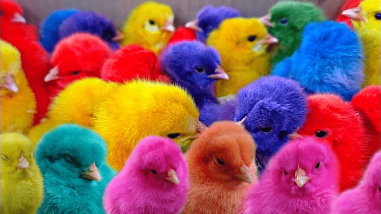 tangkap ayam rainbow,ayam warna warni,klomang lucu,kelinci lucu,bebek ...