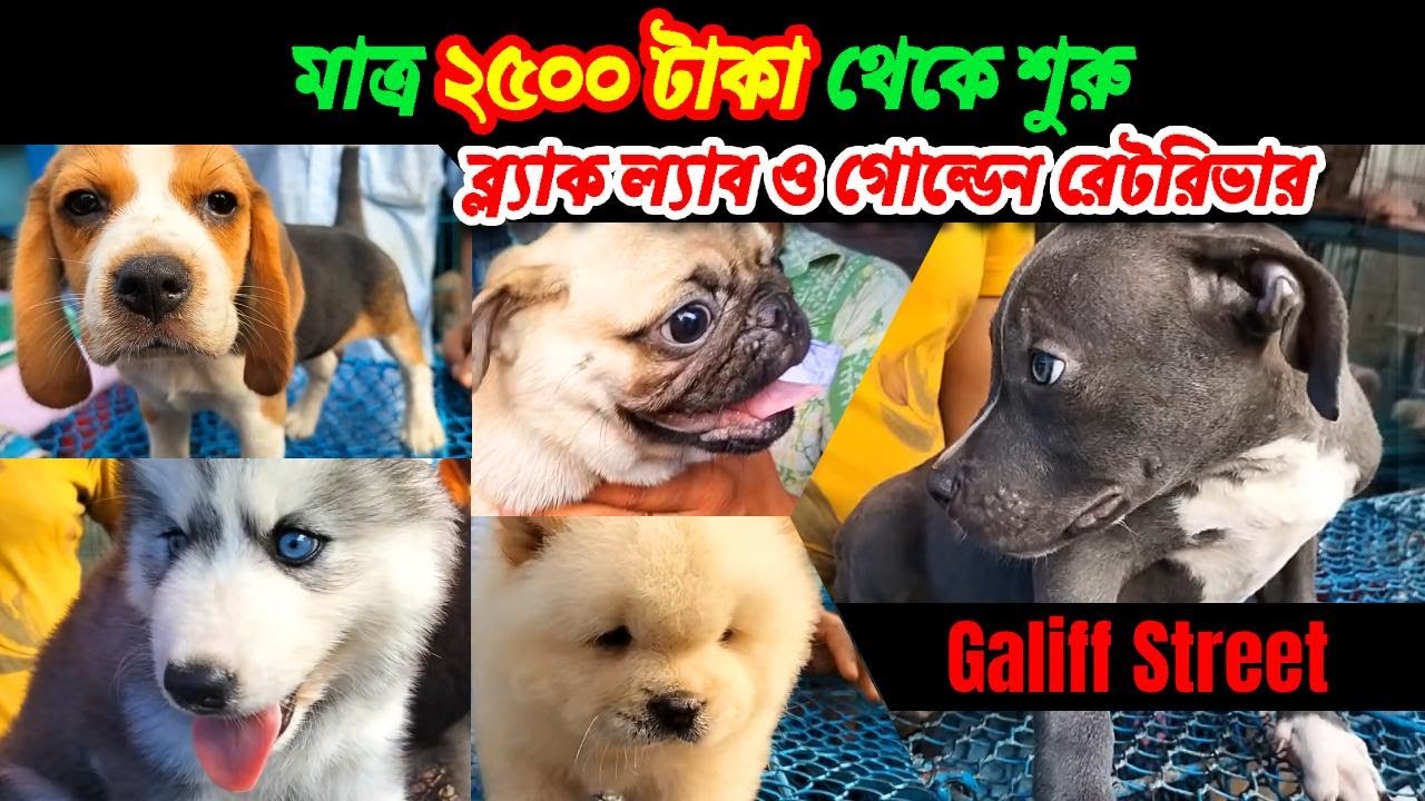 Galiff Street Pet Market Kolkata | dog market in kolkata | Dog Price ...