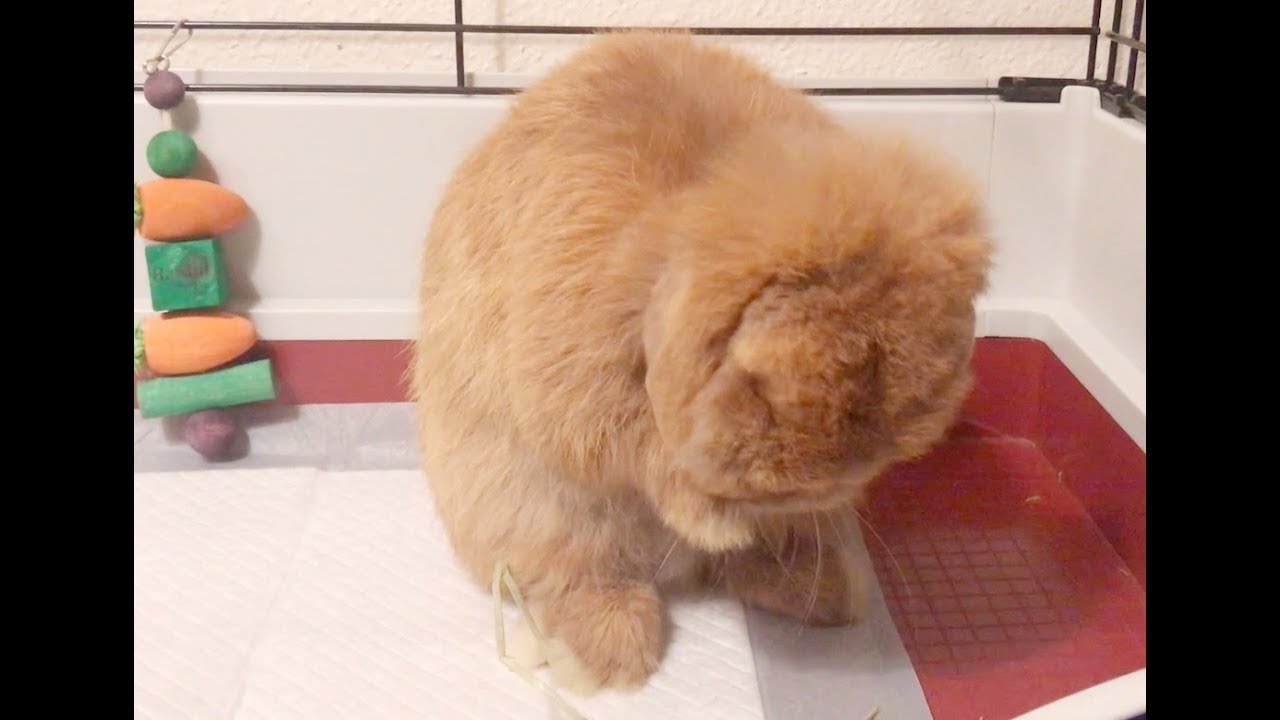 Cute Bunny Washing Face | Holland Lop Rabbit - YouTube