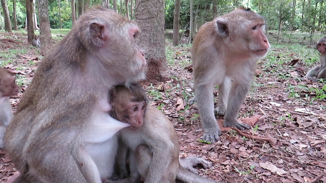 Monkey life - YouTube