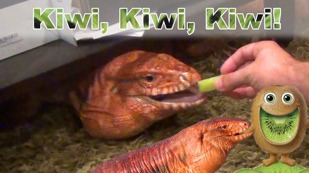 Tempting a giant lizard w/kiwi - YouTube