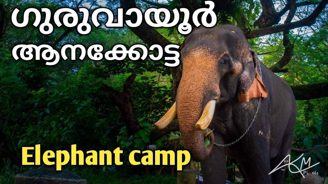 Guruvayoor Anakotta | Elephant Camp | Punnathur Kotta | Guruvayur ...