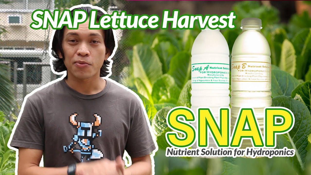 Paano Anihin ang Letsugas na Pinalaki sa SNAP Hydroponics - YouTube