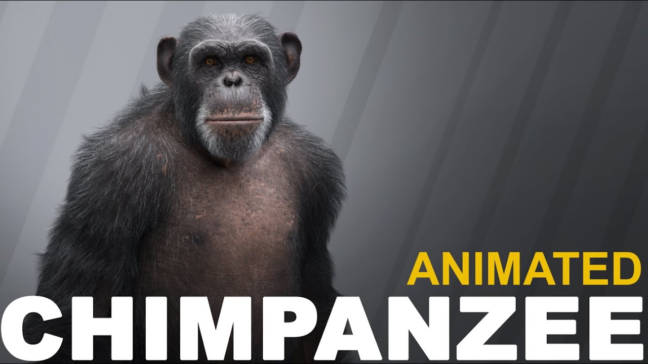 CG Chimpanzee Animation - YouTube
