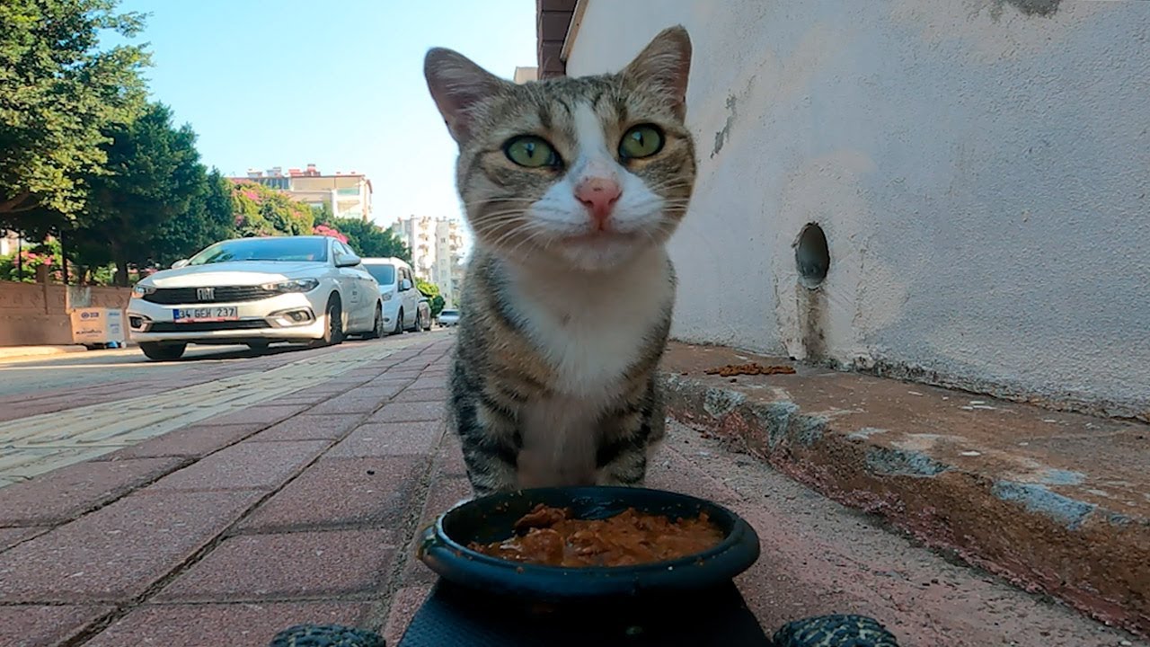 Robot brought a stray cat some food! - YouTube