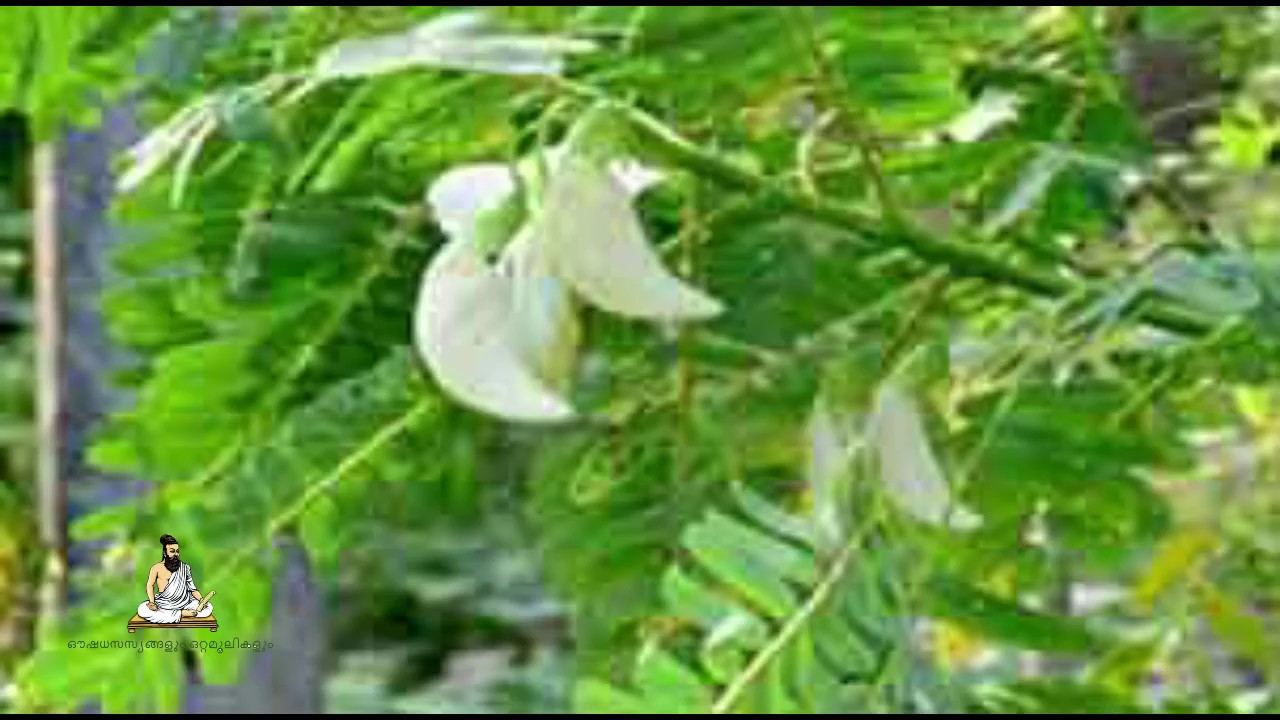 Akathy Tree ,Sesbania grandiflora, Hummingbird tree, Agati grandiflora ...