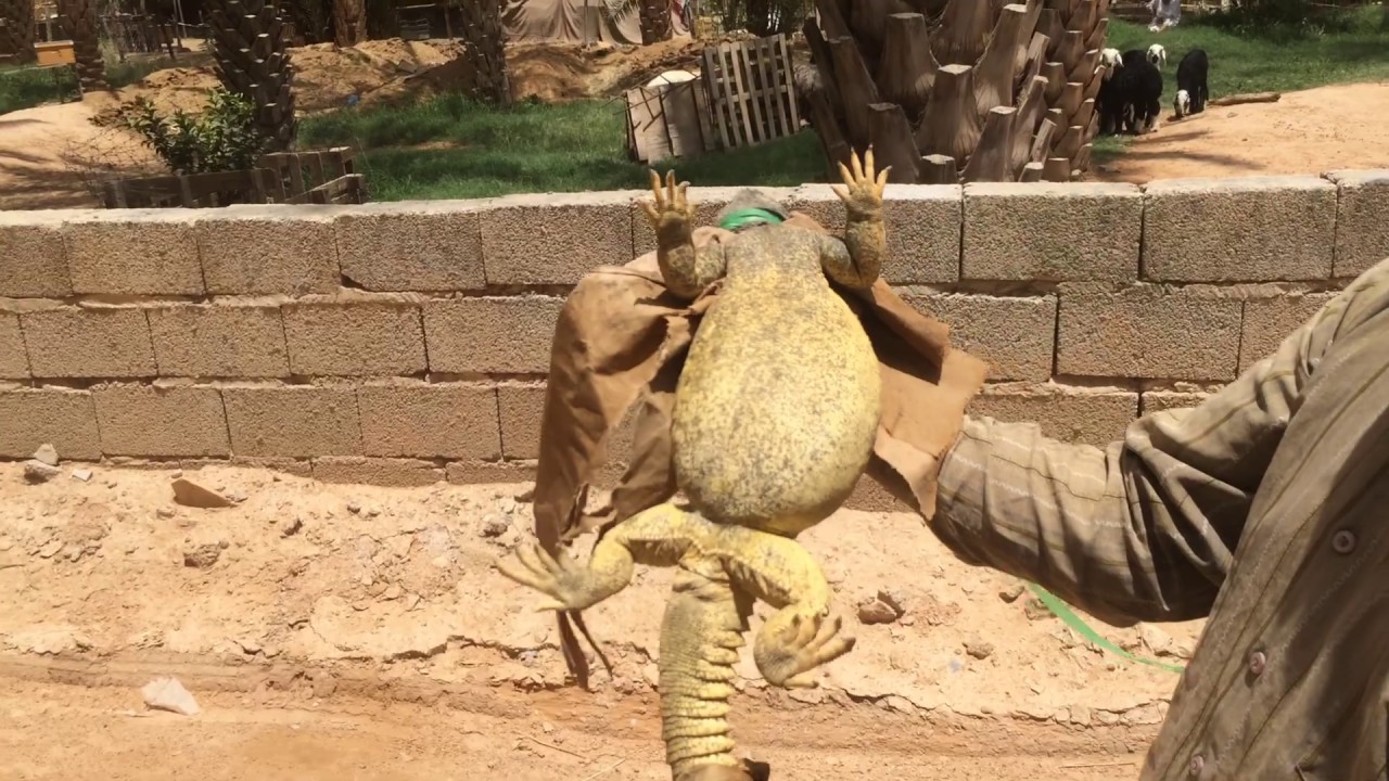 monitor lizards (SAUDI ARABIA) - YouTube