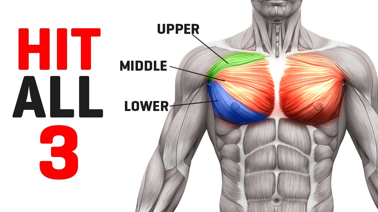 Fully Develop your Chest with this Routine! (Sets & Reps Included ...