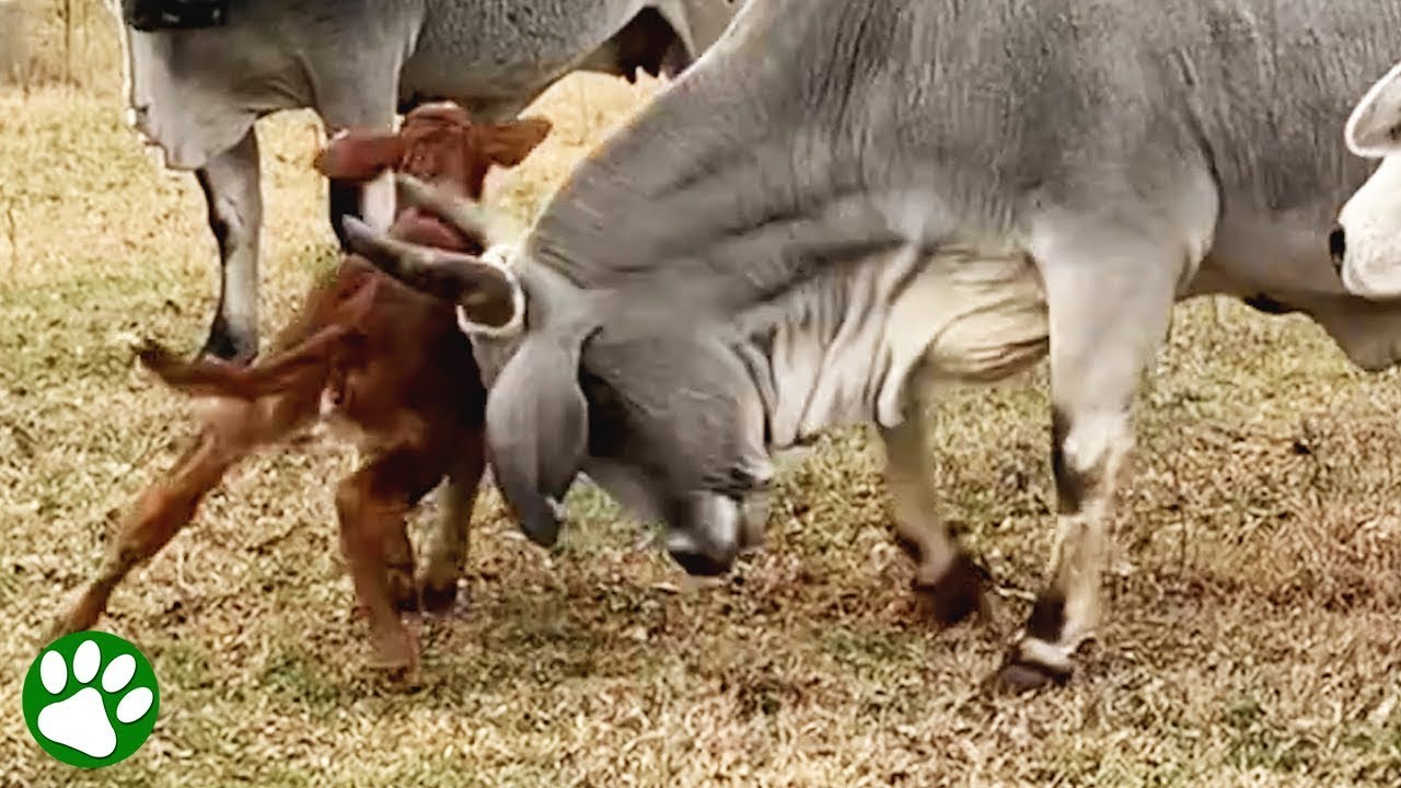 El viaje de Abby – La ternera rechazada que nadie quería - YouTube