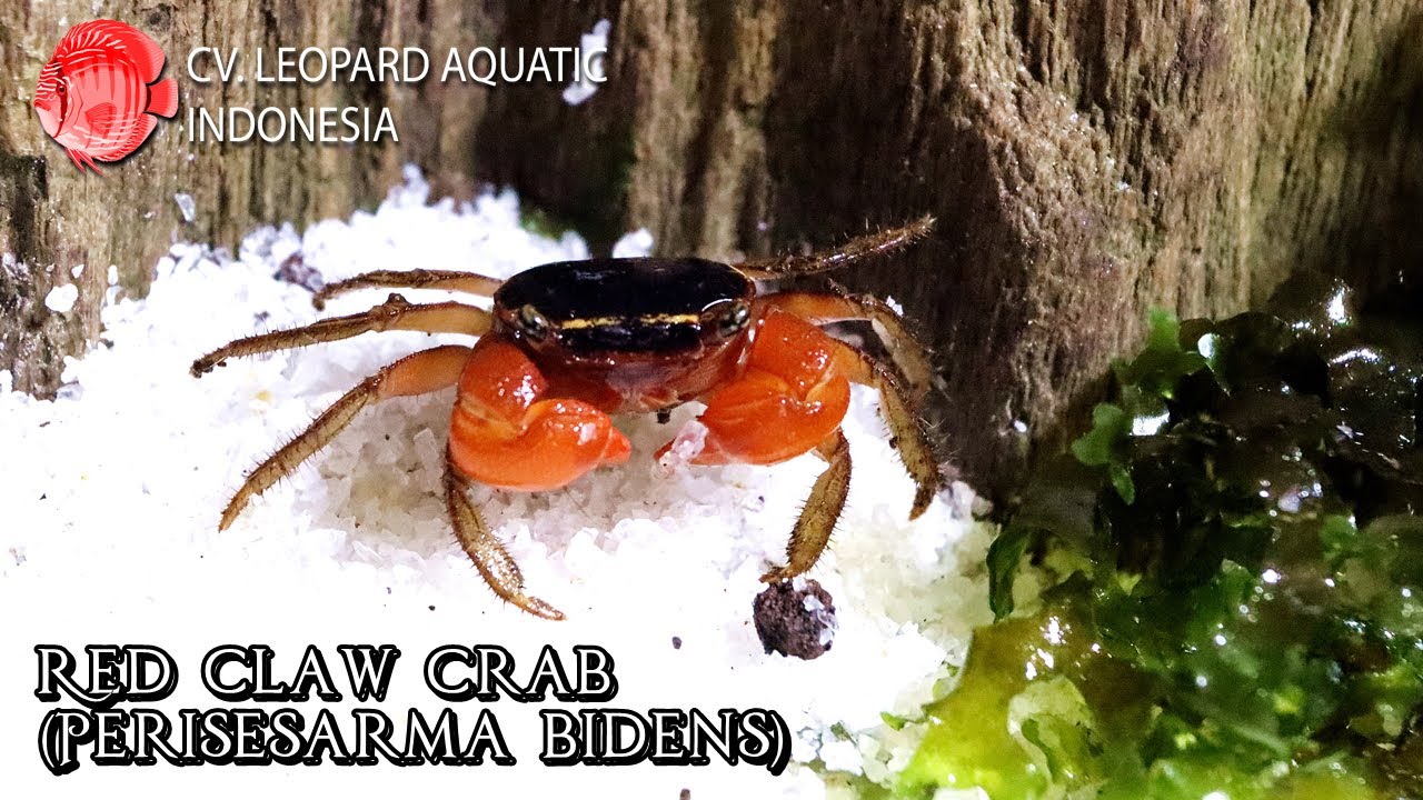 Red Claw Crab. Perisesarma bidens (Leopard Aquatic Y016A) - YouTube