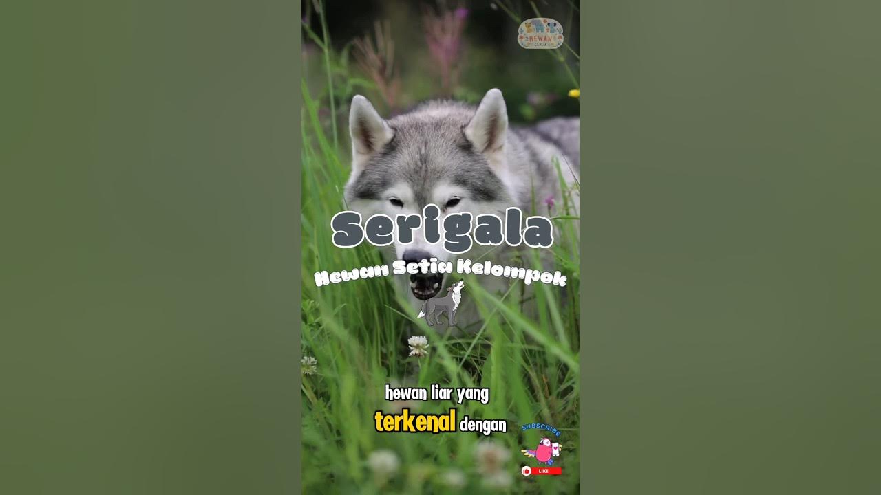 Fakta Seru Tentang Serigala yang Harus Kamu Tahu! #serigala #wolf #edukasianak #hewanceria # ...