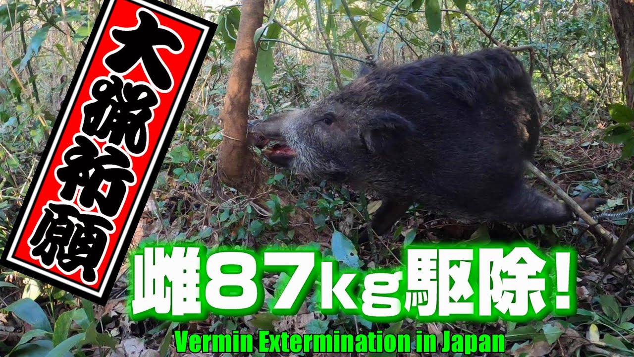 #73【今年は獲る！100kg超え！🙏🙏🙏】今回もまた80kg台の猪でした・・・ - caught a 87 kg female boar ...