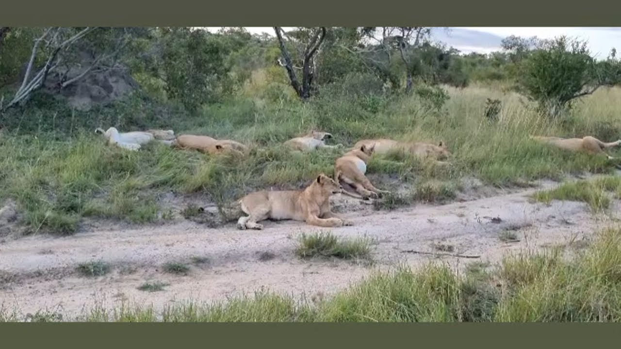 Mapoza Male Lion with 17 Members of Monwana Pride | 28 March 2024 - YouTube