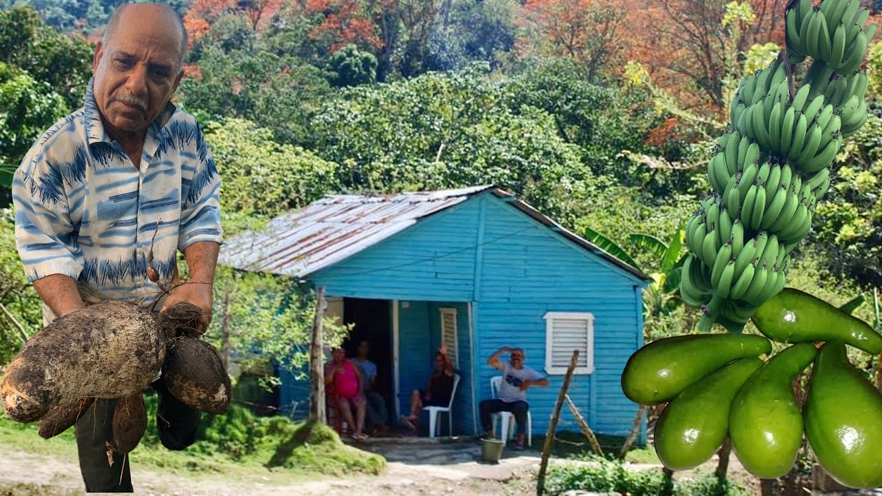 Vamos al conuco de Antonio sacar YUCA ,la vida del campo en República ...