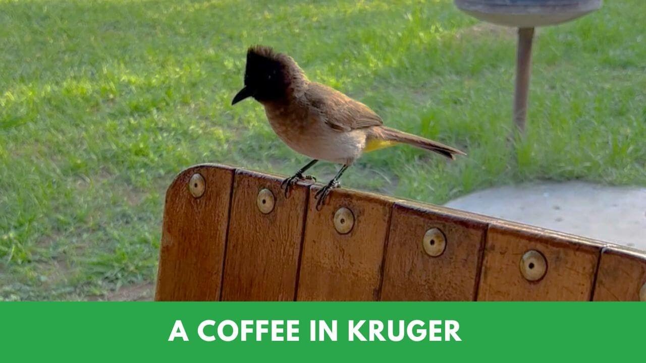 The Perks Of Waking Up In The Bush - YouTube