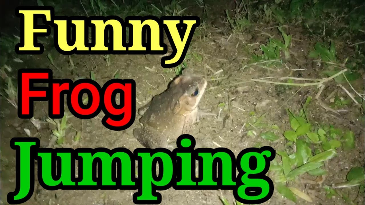 Frog Jumping - YouTube