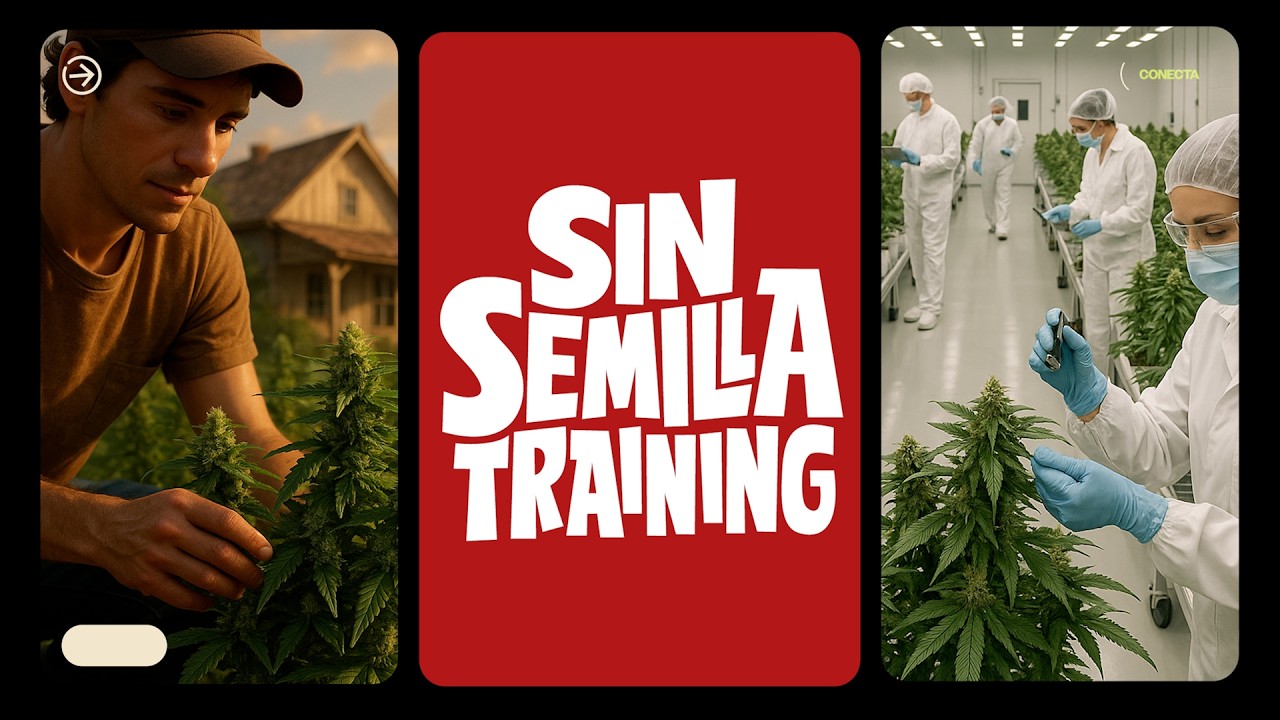 Living Soil: el secreto del cannabis medicinal de alta calidad | SinSemilla Training x Knactive ...
