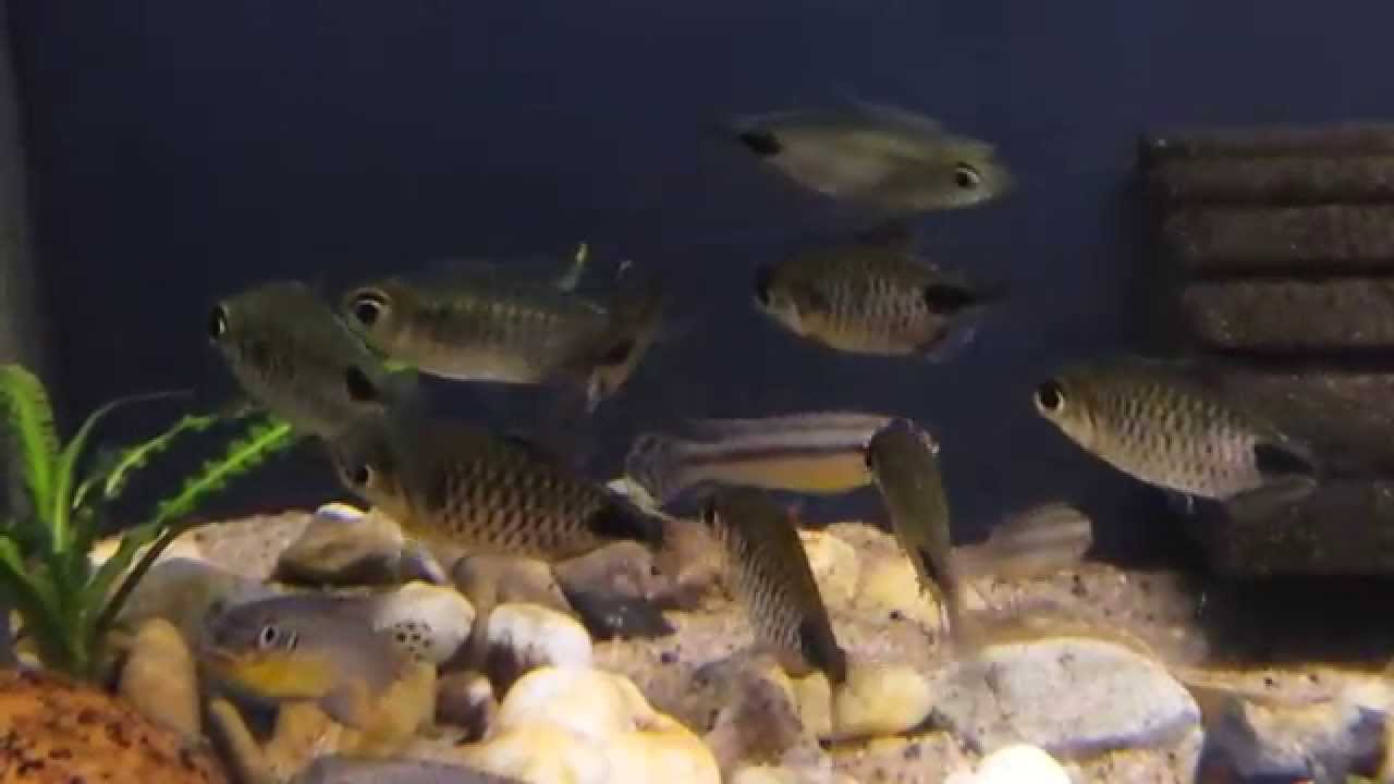 Phenacogrammus altus (wild) bij Aquarium Speciaalzaak Utaka - YouTube