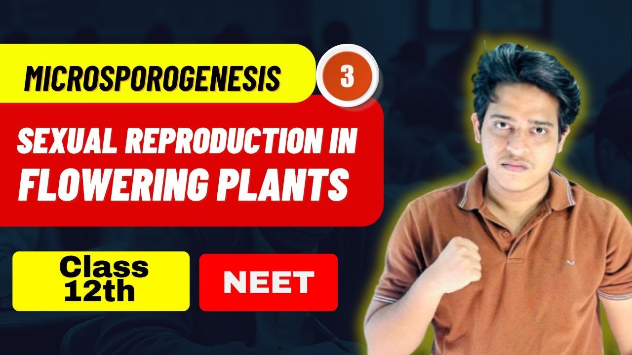 Sexual Reproduction in Flowering Plants | Microsporogenesis | Class 12 ...