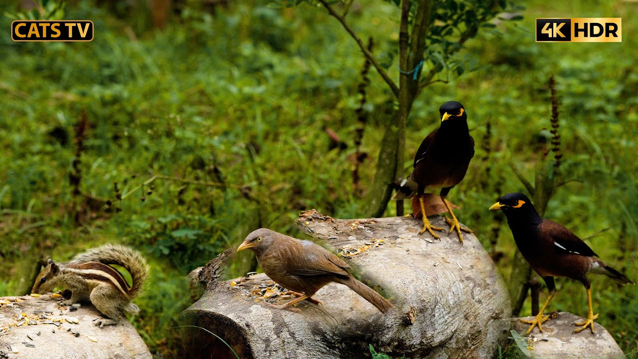 Cat TV for Cats to Watch 😺10 Hours of Playful Chipmunks🐦Cats TV 4k HDR ...