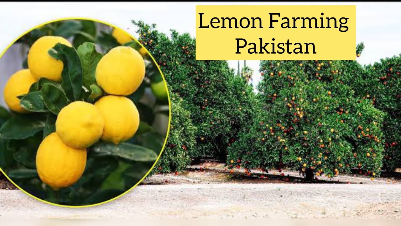 China Lemon Farming Pakistan | Lemon | Citrus Fruits | Lemon Bagh ...