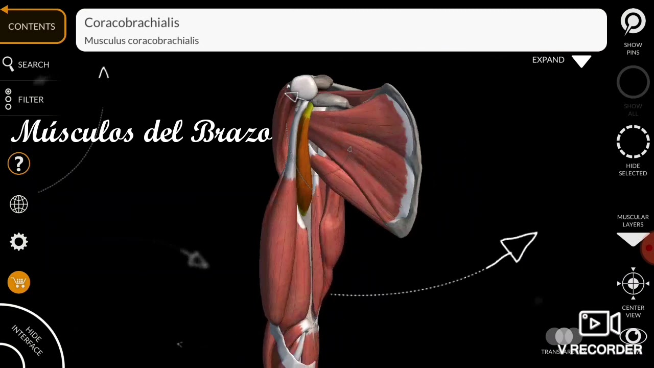 Músculos del brazo - YouTube