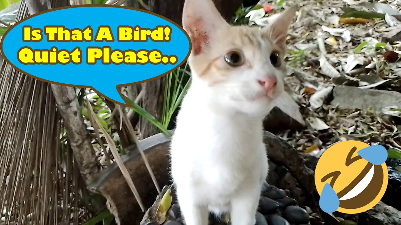 Funny Playful Kitten Never Failed Us To Fail II CUTE CATS ASMR LOL ...