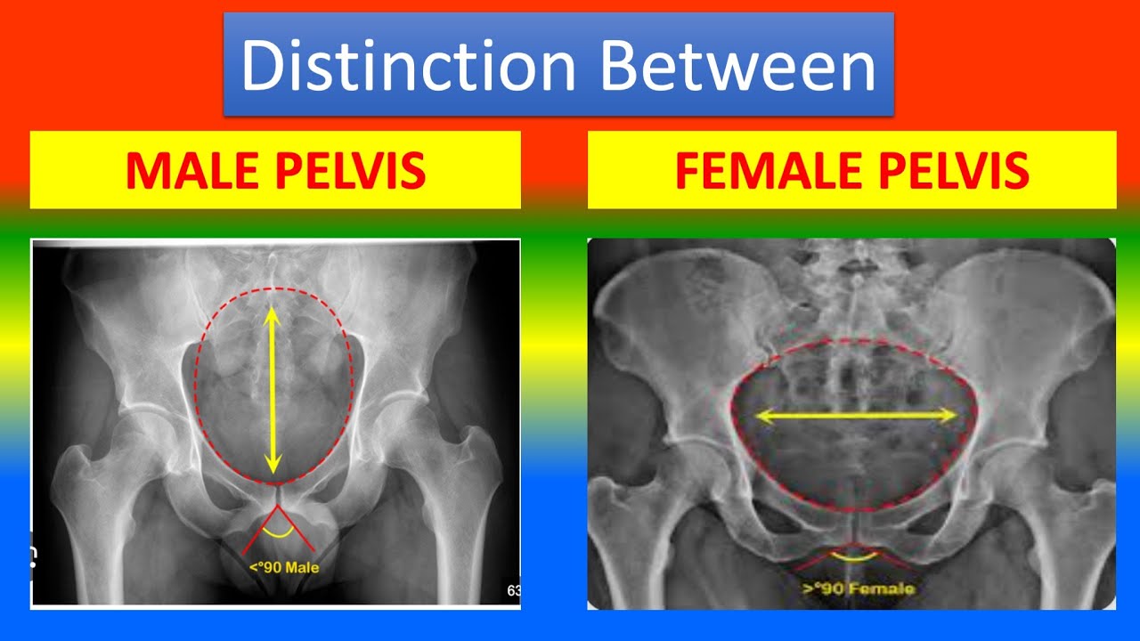 Difference Between Male Pelvis And Female Pelvis