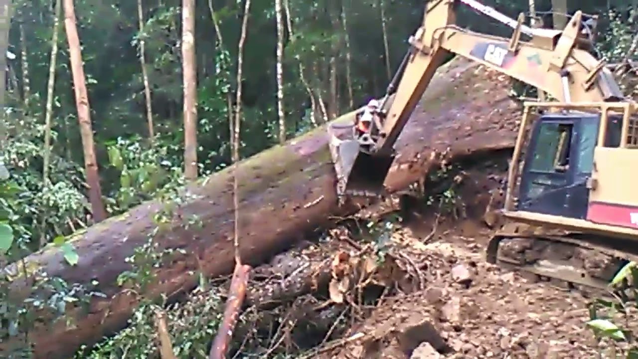 Kayu balak Sarawak - YouTube