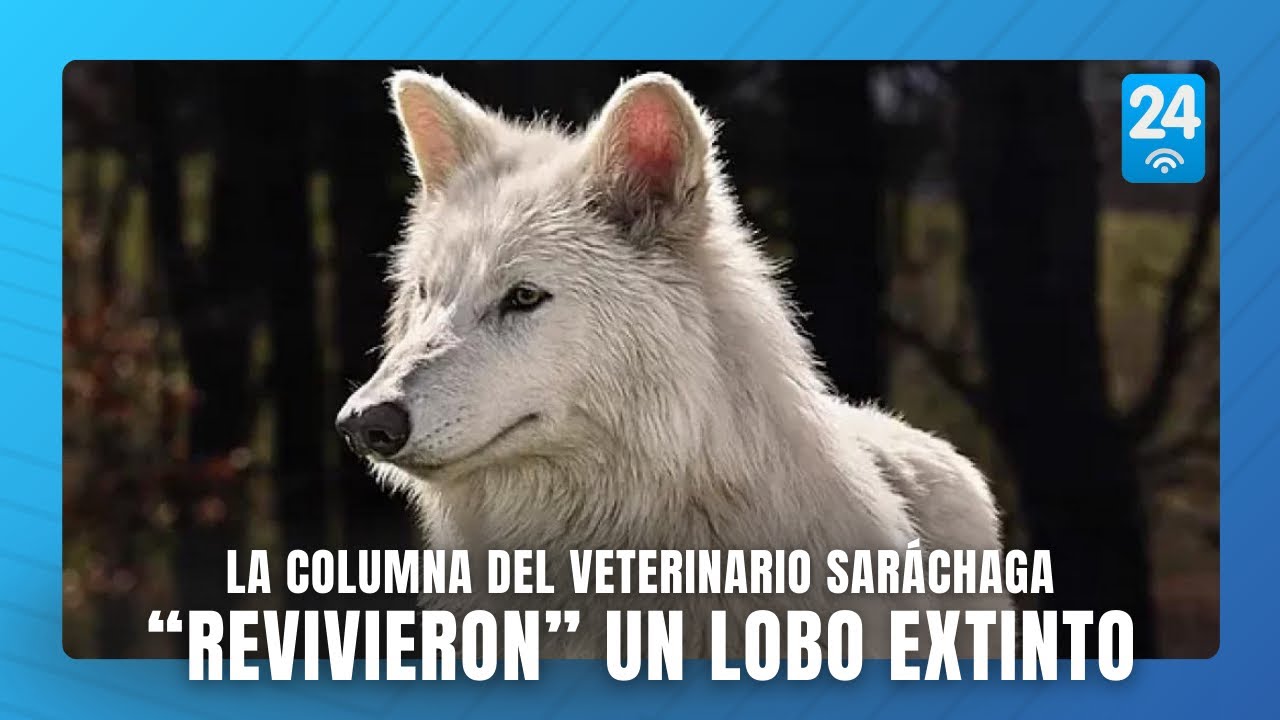 “REVIVIERON” un lobo extinto - YouTube