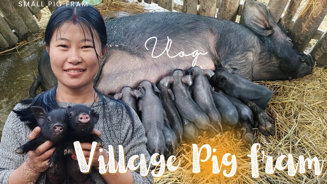 How Piglets Grow Faster and Bigger Within a Month! // A Sow Gives Birth ...