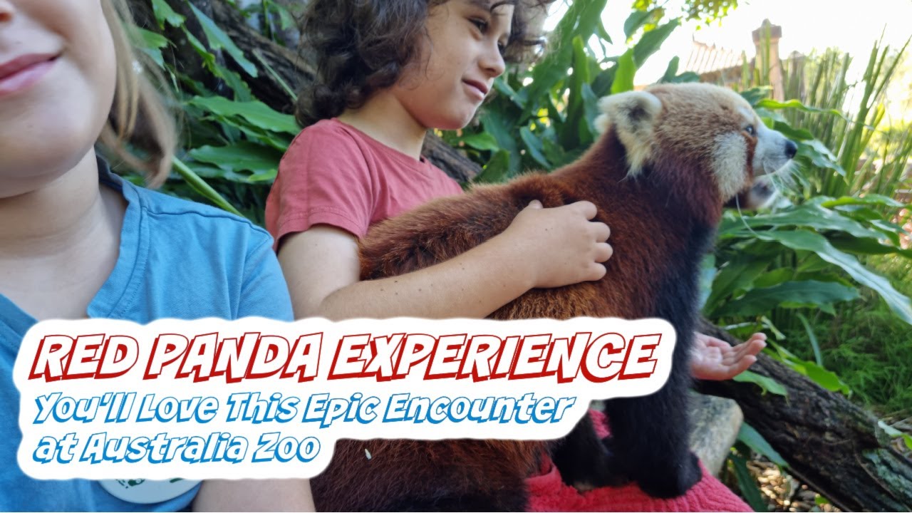 Red Panda Experience - You'll Love This Epic Australia Zoo Encounter ...