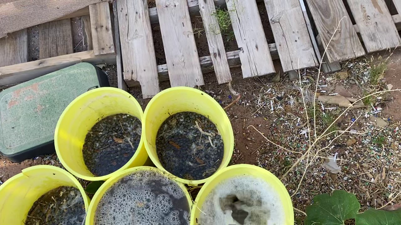 Rabbit Tea for the garden! - YouTube