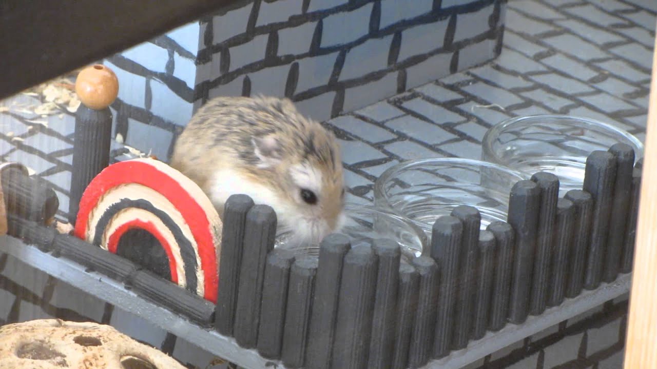 2013 08 20 Diabetes Hamster Emba beim Trinken - YouTube